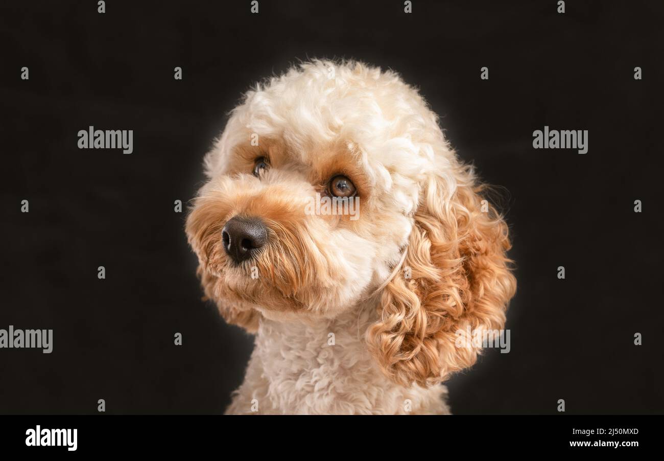 Close up toy poodle puppy hi-res stock photography and images - Alamy