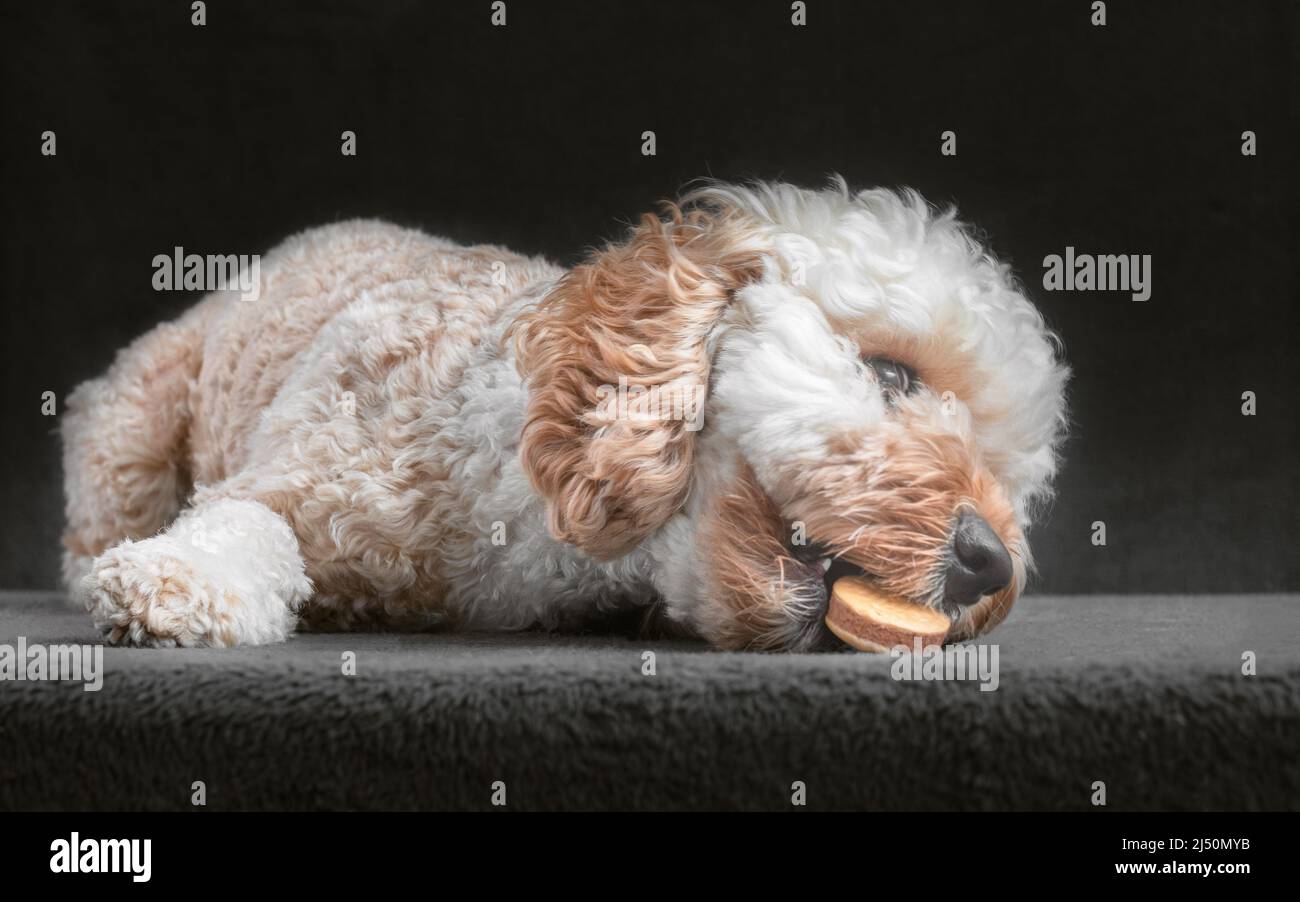 Miniature poodle puppie portrait Stock Photo - Alamy