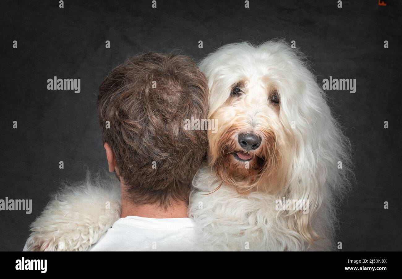 Happy Groodle portraits Stock Photo - Alamy