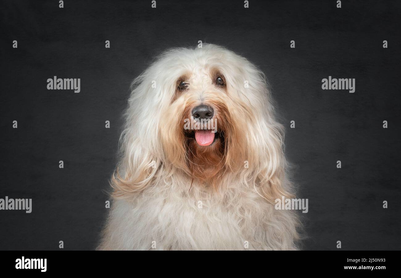 Goldendoodle draw hi-res stock photography and images - Alamy