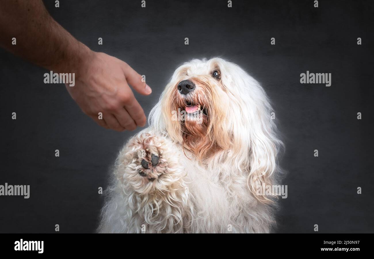 Happy Groodle portraits Stock Photo - Alamy