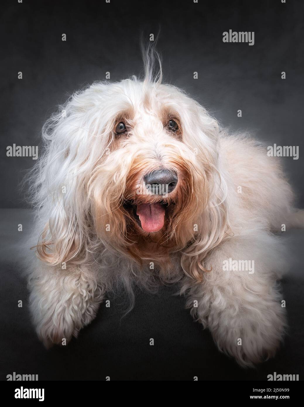 Happy Groodle portraits Stock Photo - Alamy