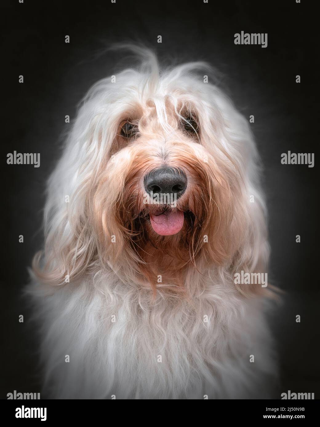 Happy Groodle portraits Stock Photo - Alamy