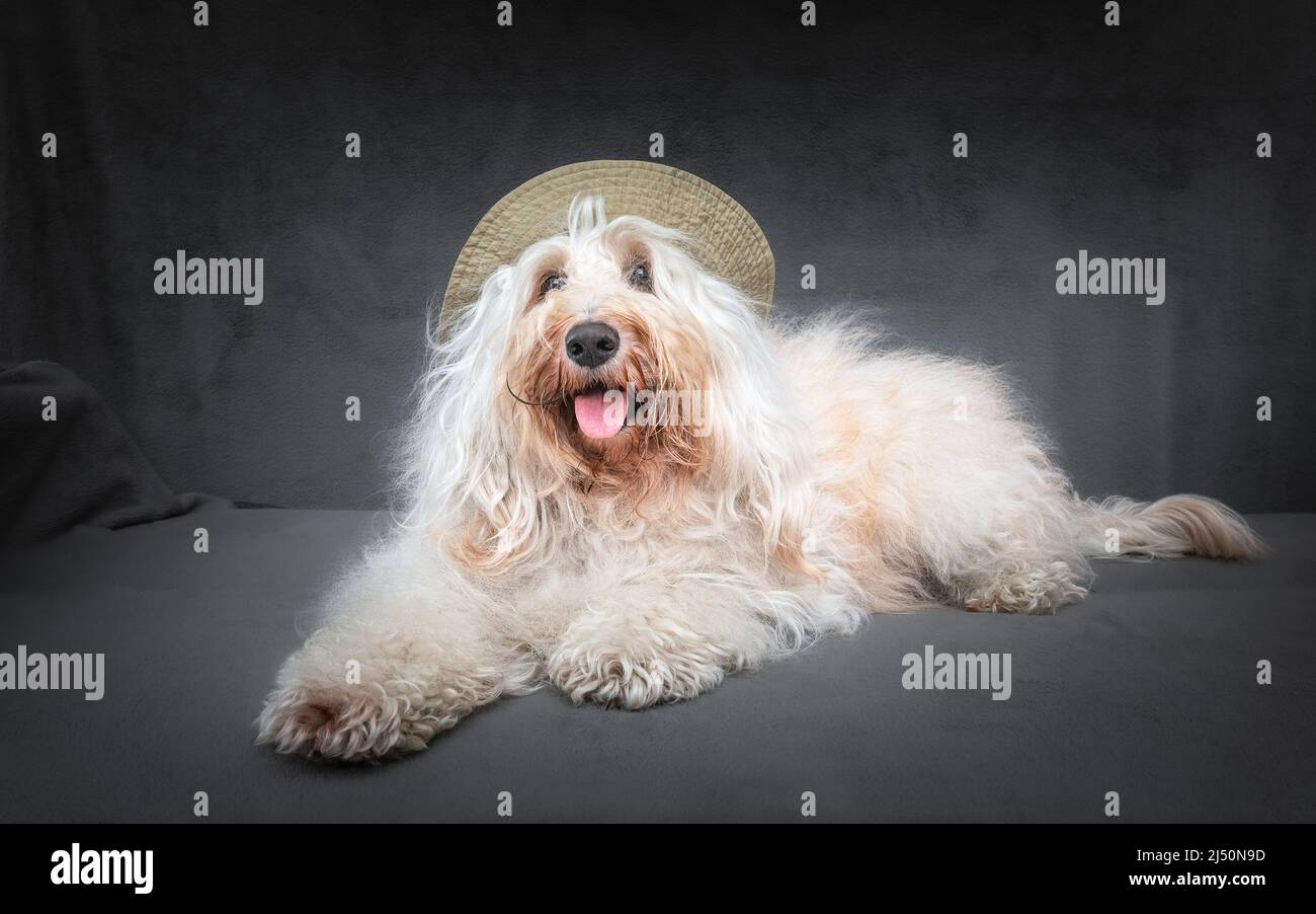Happy Groodle portraits Stock Photo - Alamy