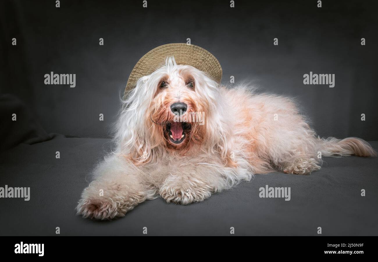 Happy Groodle portraits Stock Photo - Alamy