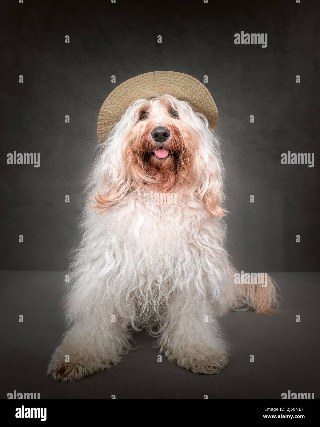 Happy Groodle portraits Stock Photo - Alamy