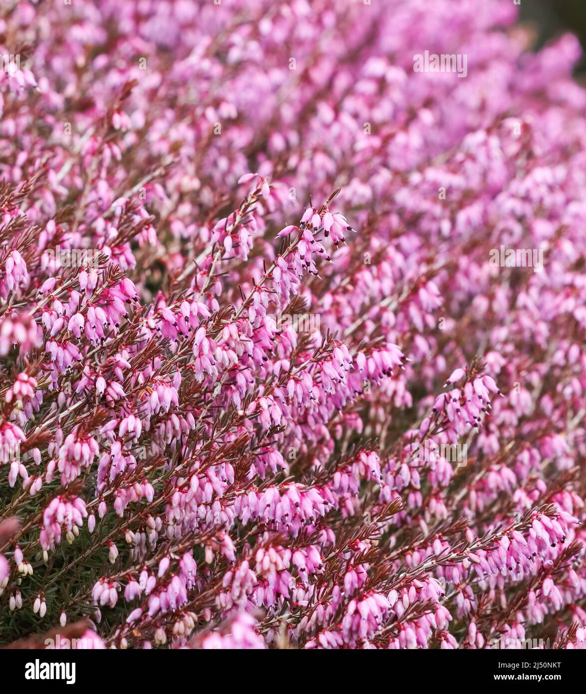 Pink Erica carnea flowers, winter Heath, in the garden in early spring ...