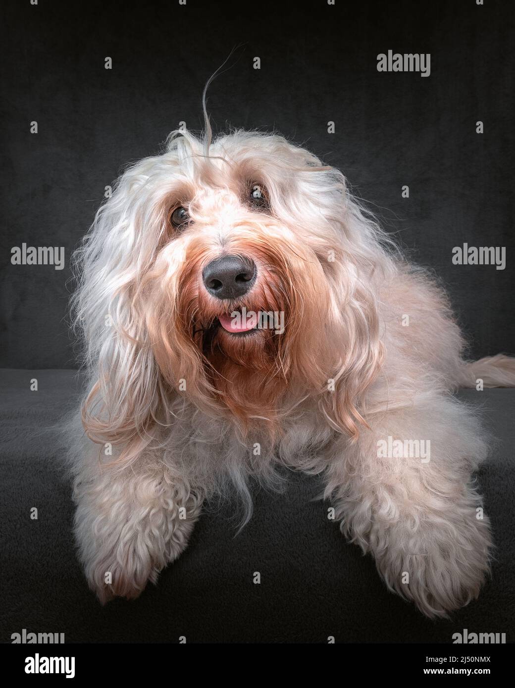 Happy Groodle portraits Stock Photo - Alamy
