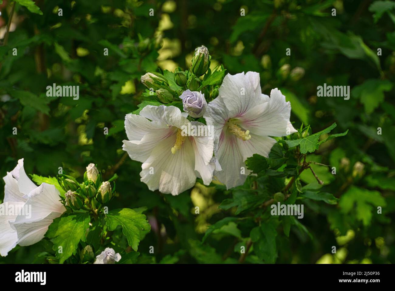 White hibiscus flowers with beautiful petals, on a hibiscus bush ...