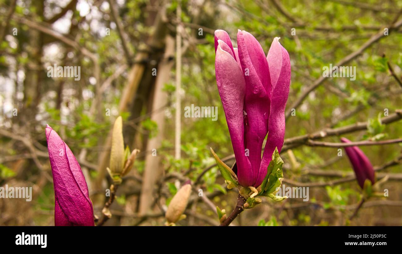 Magnolia trees are a true splendor in the flowering season. An eye ...