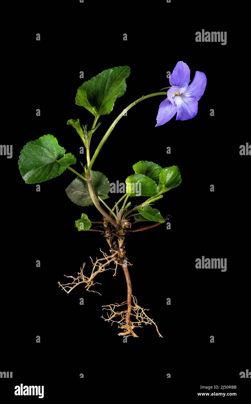 Whole blue violet plant with roots and flower isolated on black Stock ...