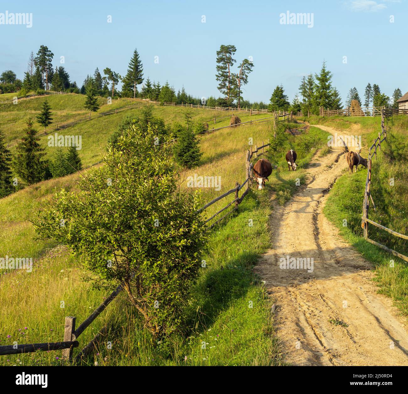 Cow carpathian mountains ukraine hi-res stock photography and images ...