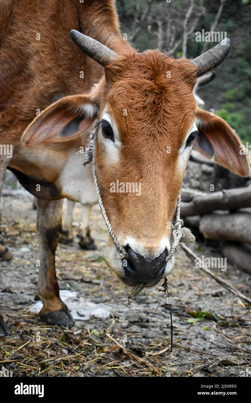 A close up shot of a Indian cow with horns and a white patch on the ...