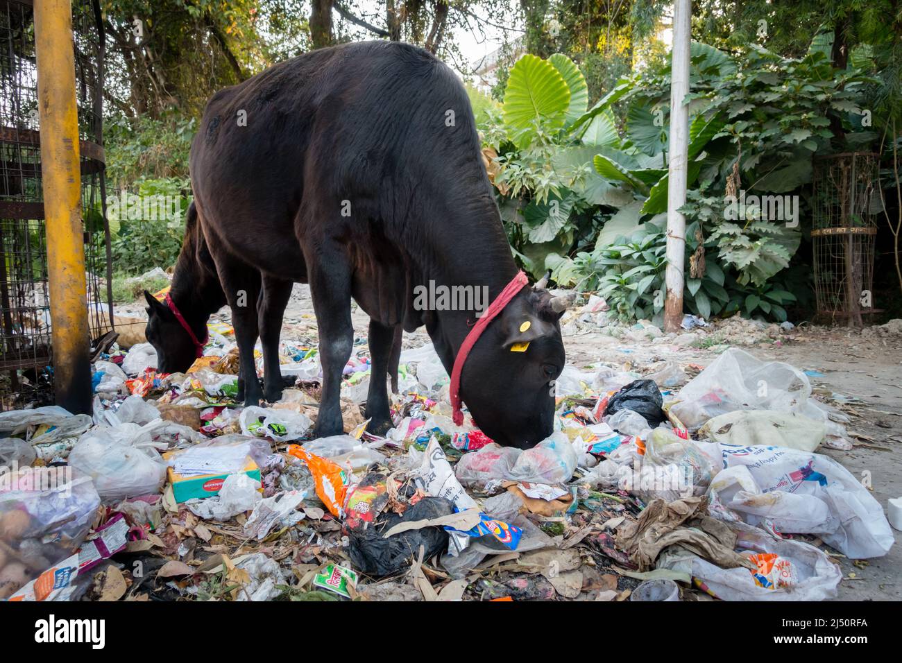 Uttarakhand, INDIA - March 25th 2022 : Cows eating garbage full of ...