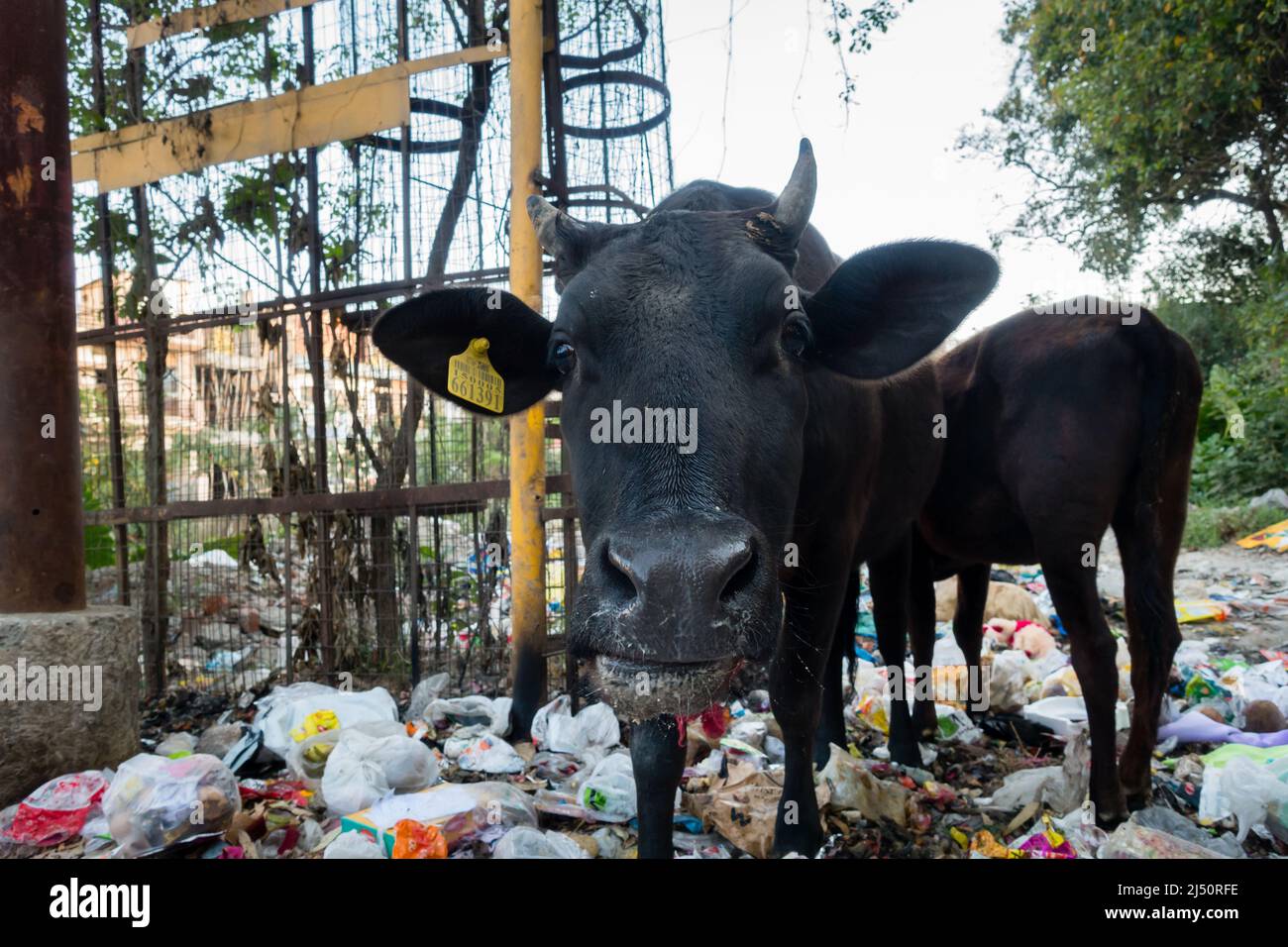 Uttarakhand, INDIA - March 25th 2022 : Cows eating garbage full of ...