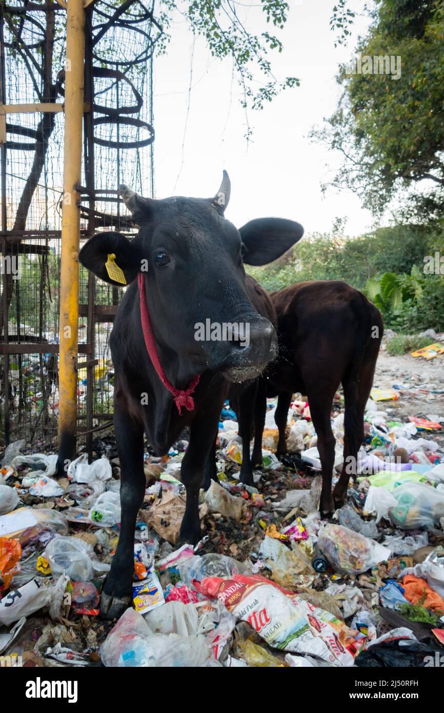 Uttarakhand, INDIA - March 25th 2022 : Cows eating garbage full of ...