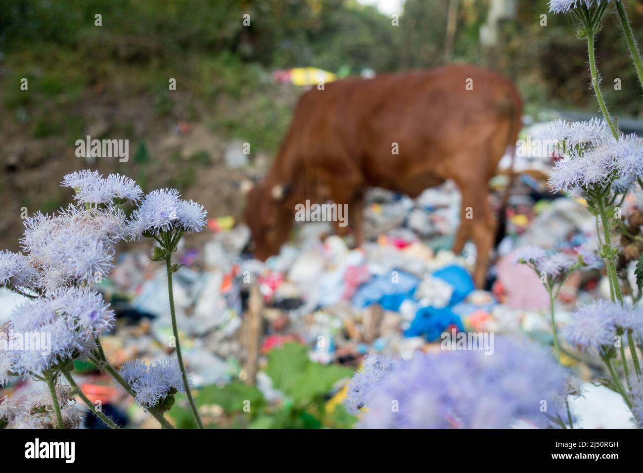 Uttarakhand, INDIA - April 2nd 2022 : Cows eating garbage full of ...