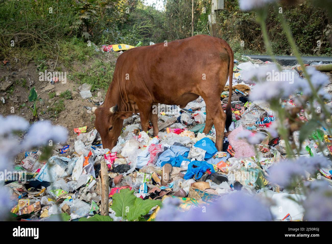 Uttarakhand, INDIA - April 2nd 2022 : Cows eating garbage full of ...