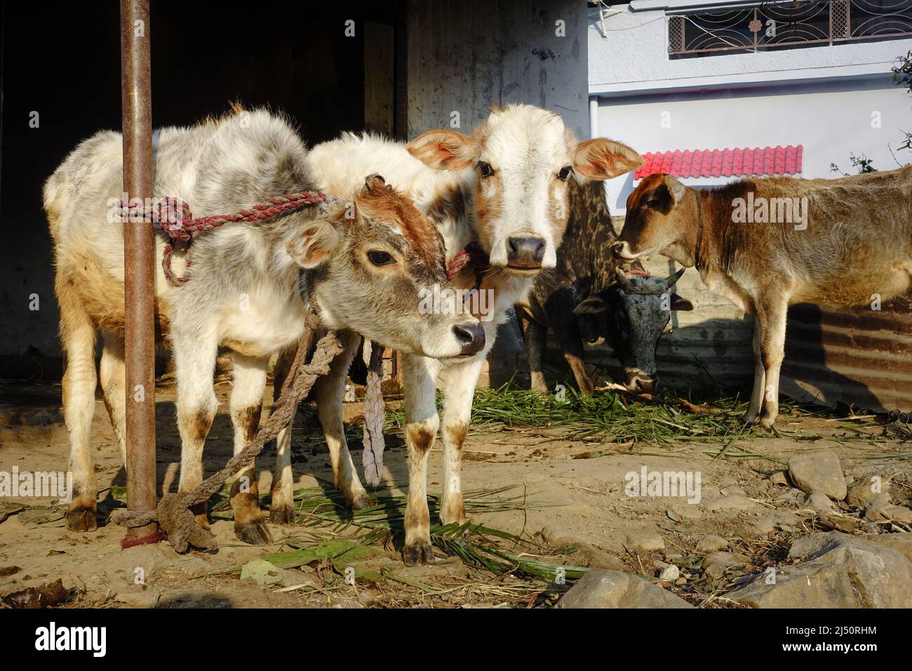 Tied baby cow hi-res stock photography and images - Alamy
