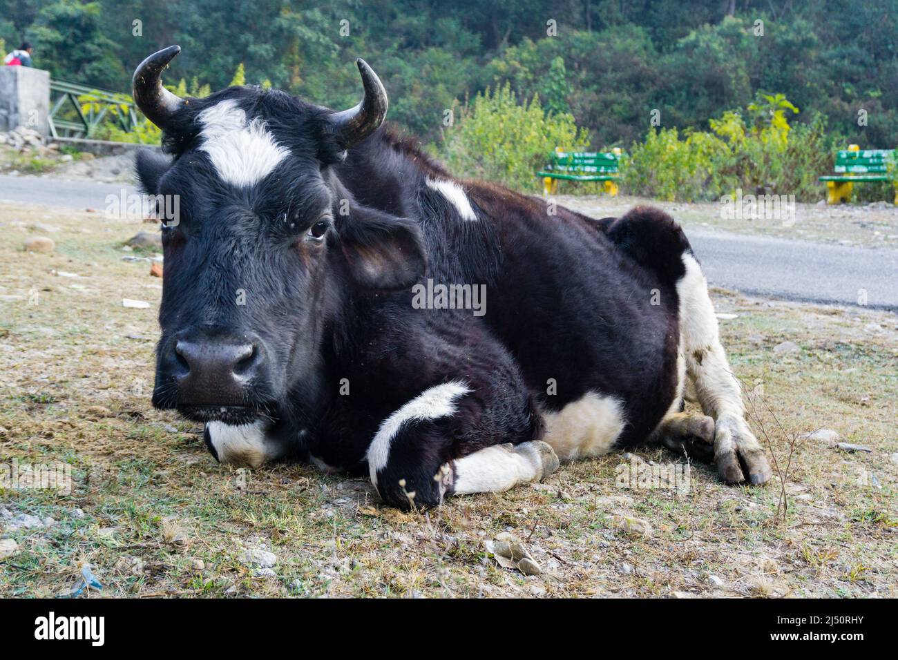 Holstein Cow With Horns