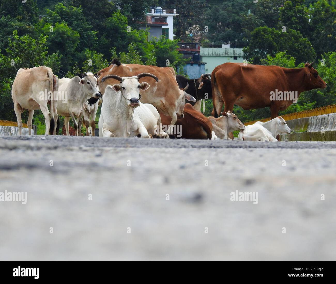 A group of cows and oxes sitting in the middle of the road in ...