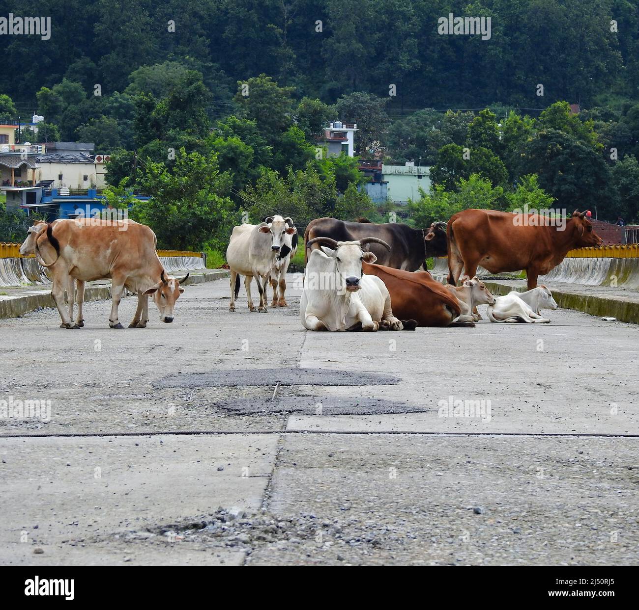 A group of cows and oxes sitting in the middle of the road in ...