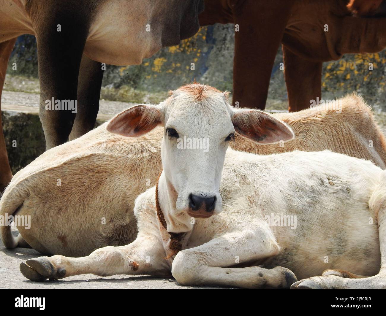 Beautiful shot cow sitting hi-res stock photography and images - Alamy