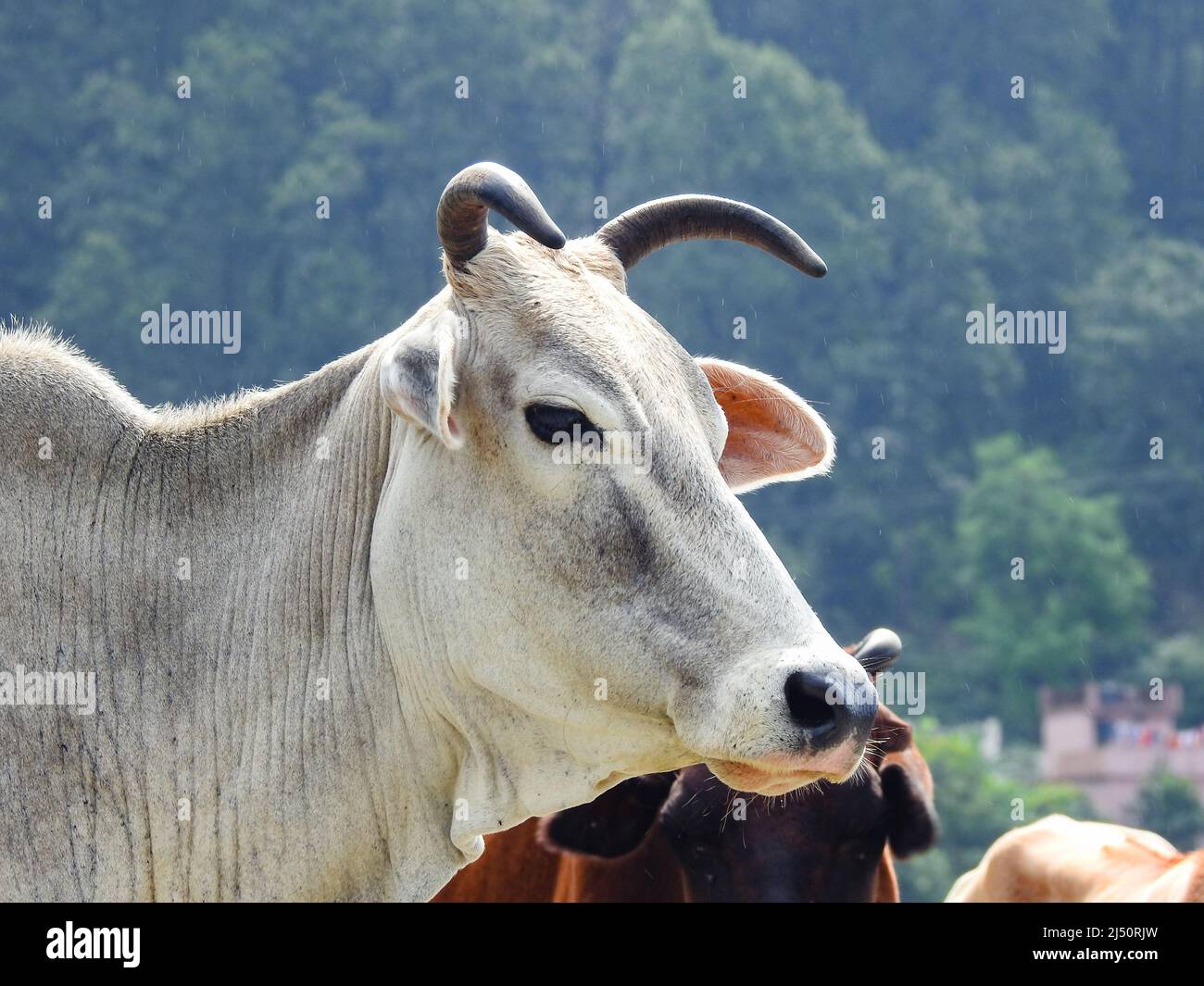 A close up shot of a Indian cow with horns and a white patch on the ...