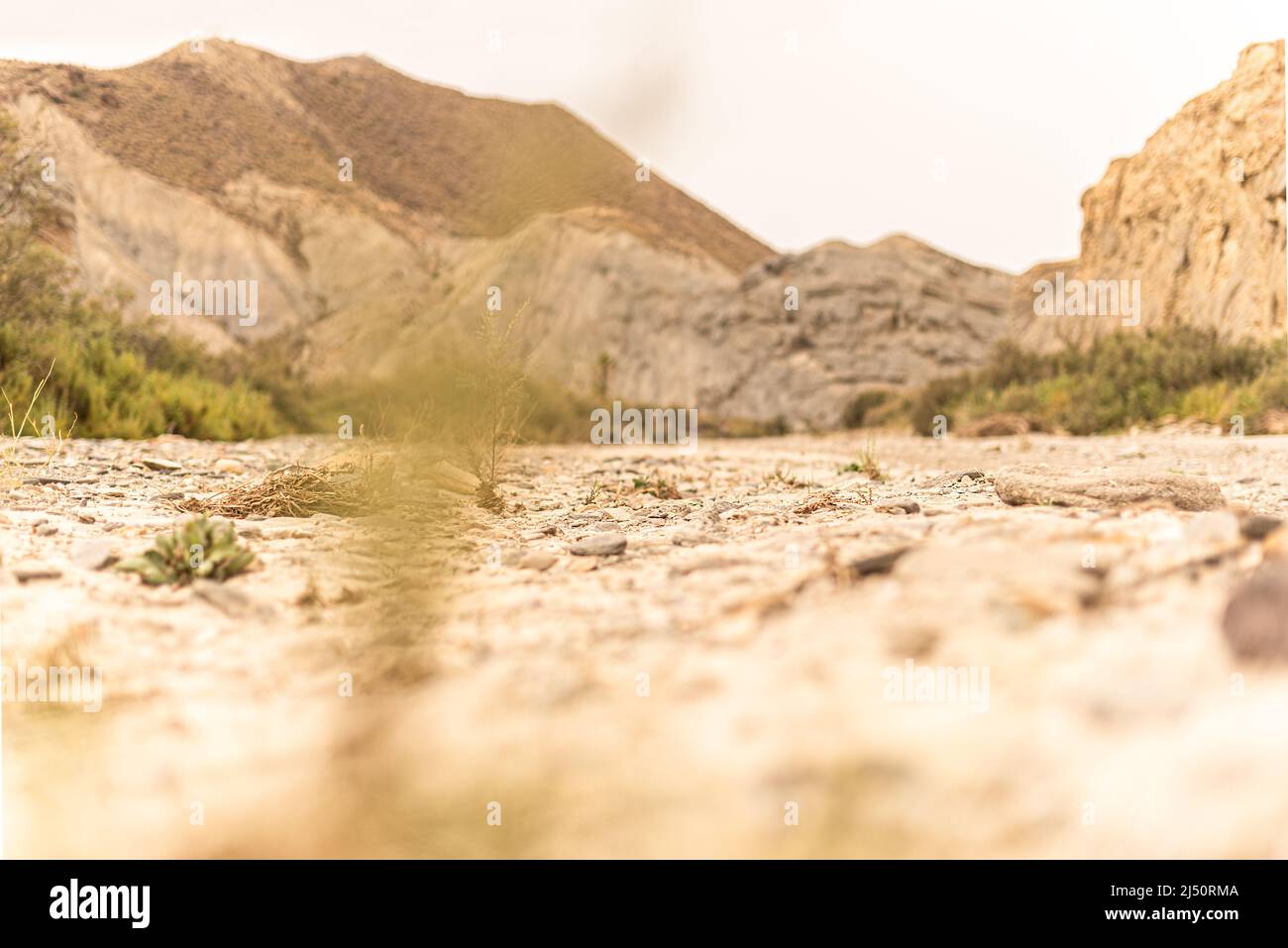 Plants growing on rough ground near mountains in desert Stock Photo - Alamy