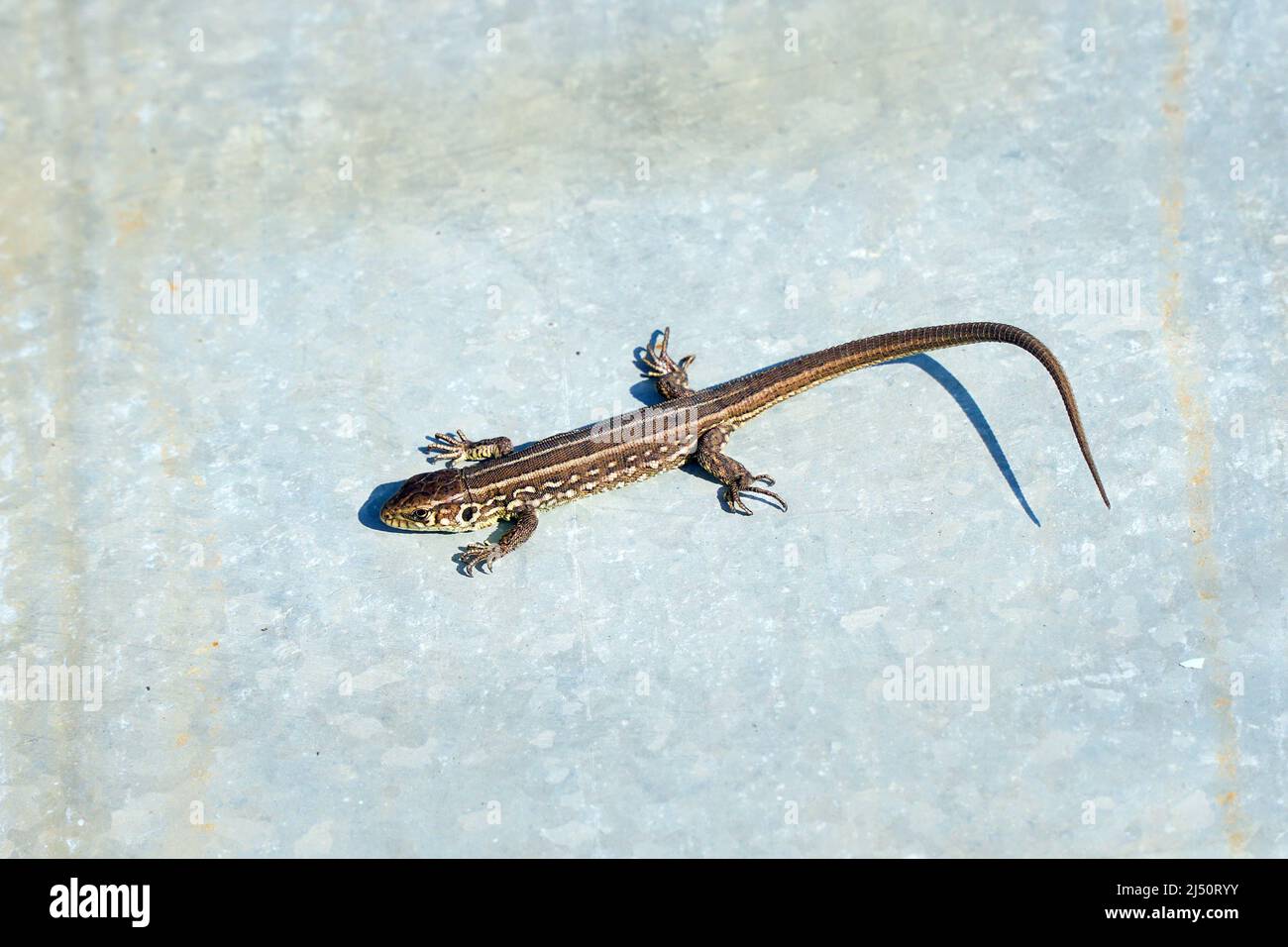 Gray lizard gecko in wild hi-res stock photography and images - Alamy