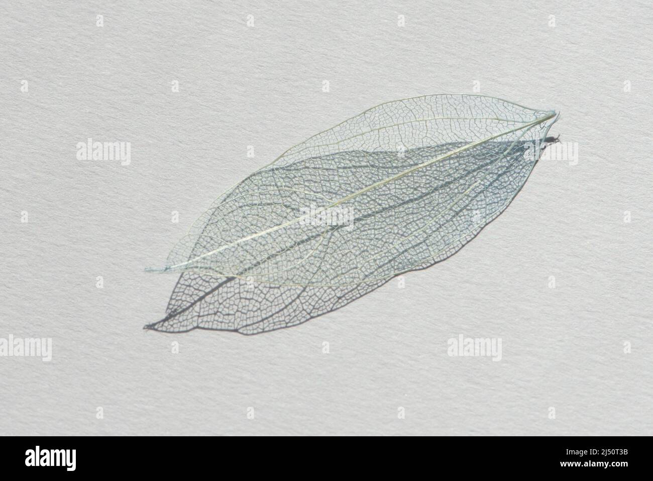 Decorative skeleton leaves background hi-res stock photography and ...