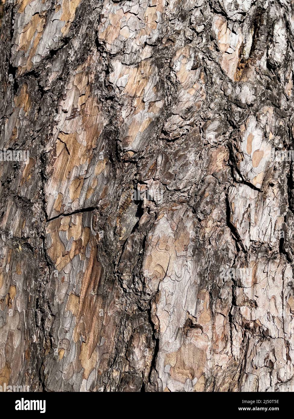 Close up view at the tree bark Stock Photo - Alamy