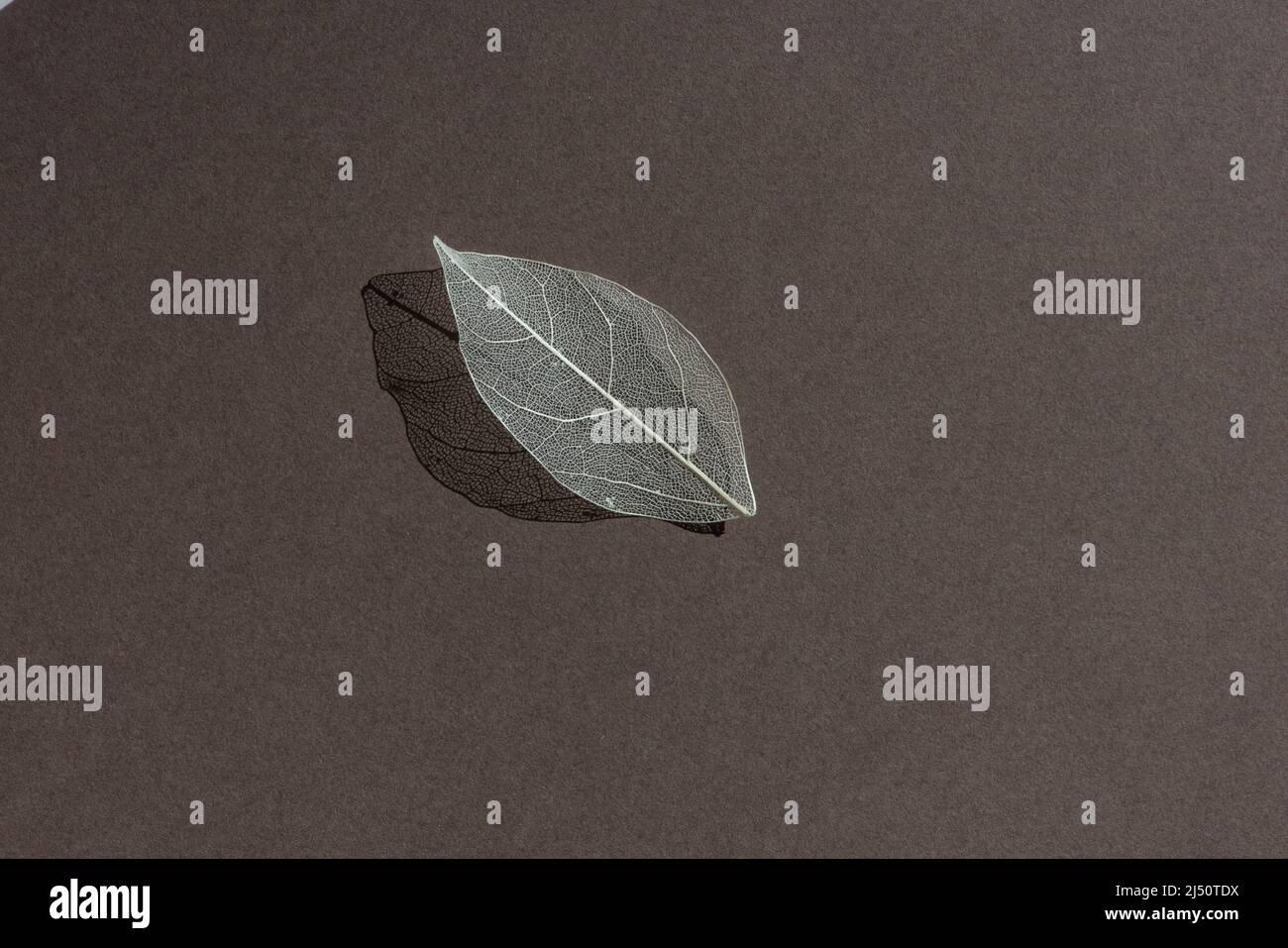 Decorative transparent white skeleton leaf with beautiful shadow ...