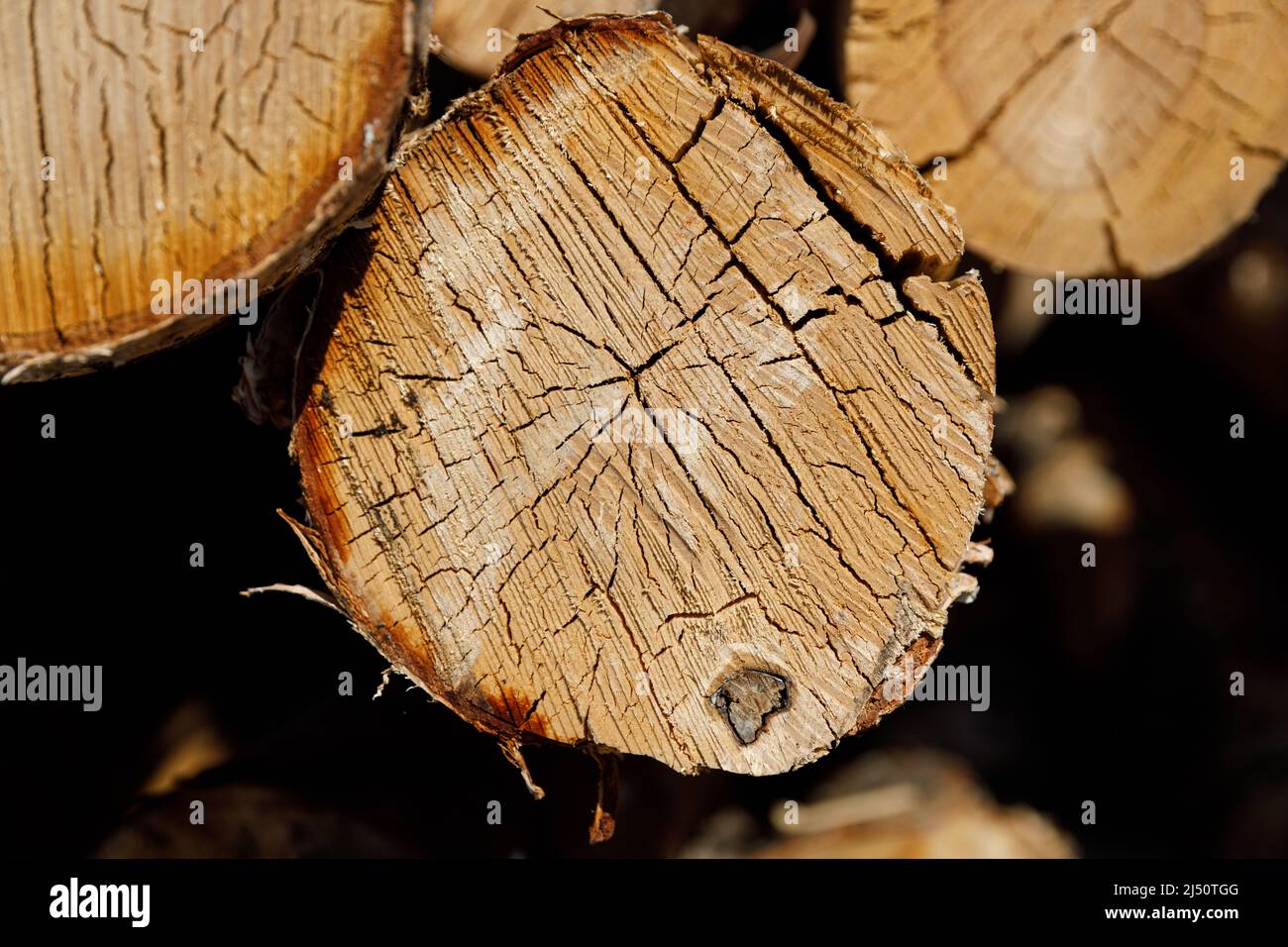 birch logs lie stacked in nature. High quality photo Stock Photo - Alamy