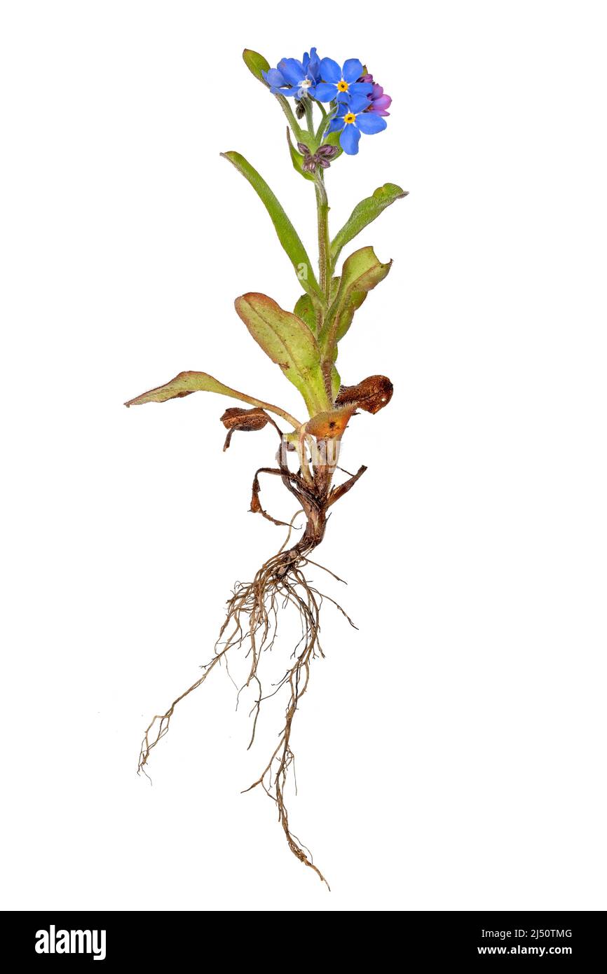 Whole blue Forget-me-not plant with roots and flower isolated on white ...