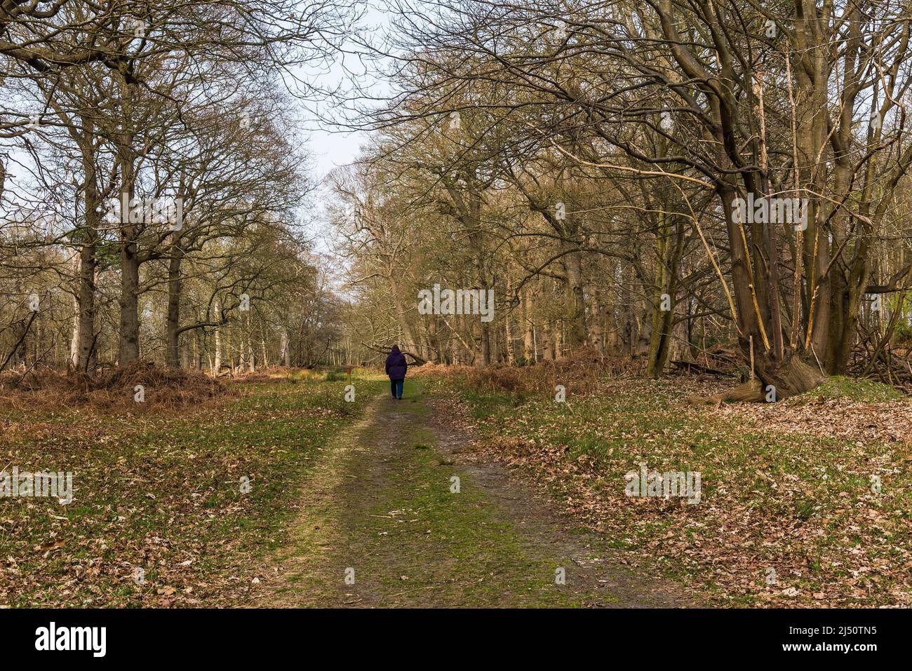 Winter woodland walk Stock Photo - Alamy
