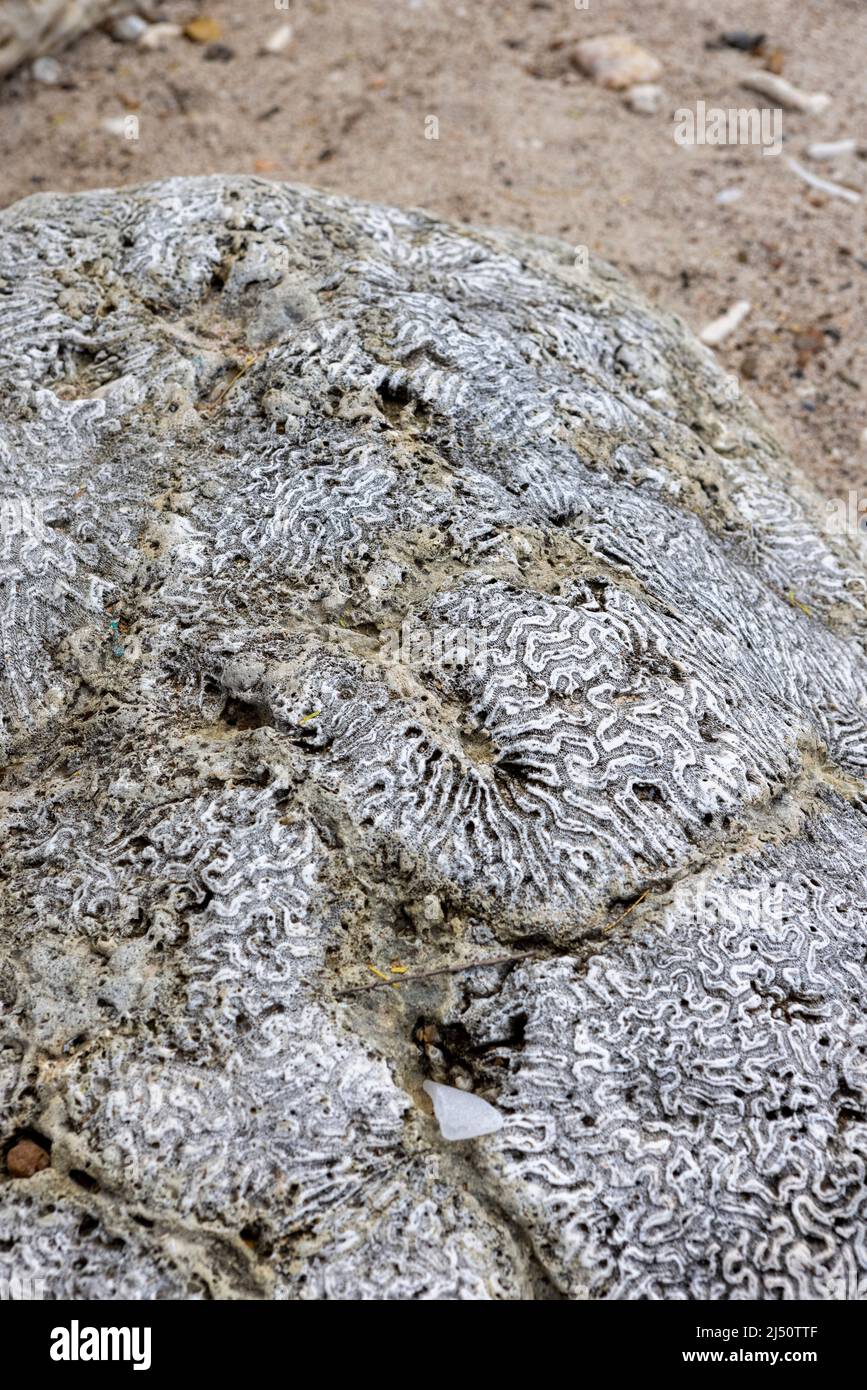 Coral rock at the shore of Playa Jeremi on the Caribbean island Curacao ...