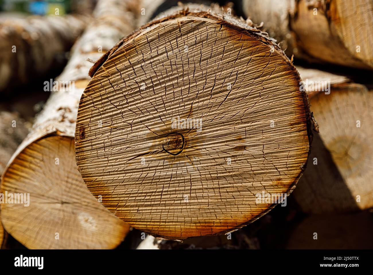 birch logs lie stacked in nature. High quality photo Stock Photo - Alamy