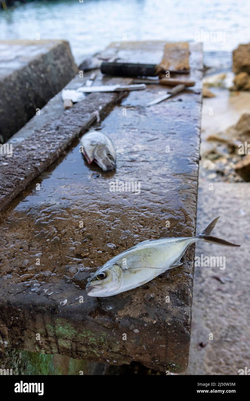 Fresh Jack fish on a gutting table made of stone at Playa Grandi (Playa ...