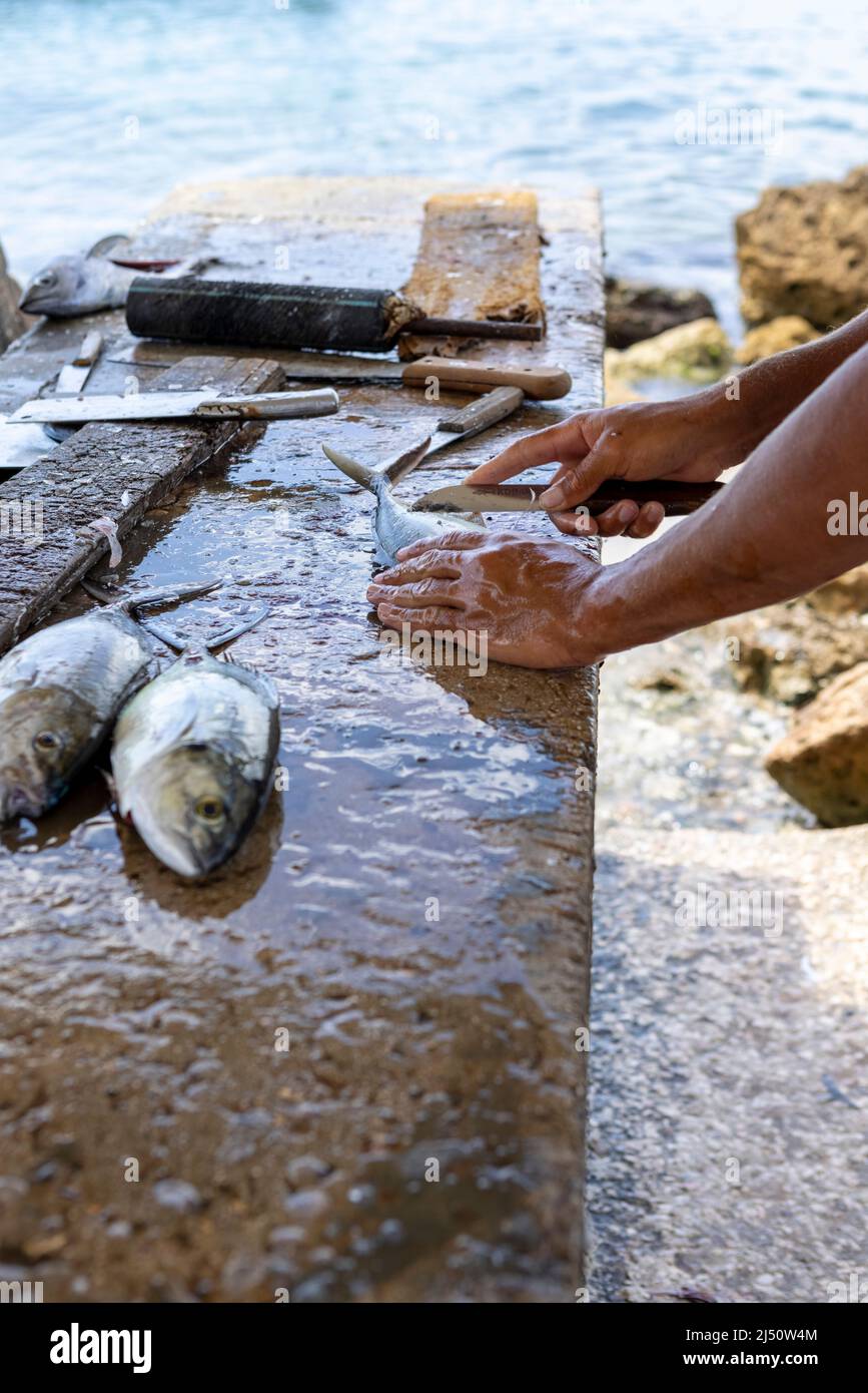 Fisherman preparing fresh Jack fish on a stone surface for selling it ...