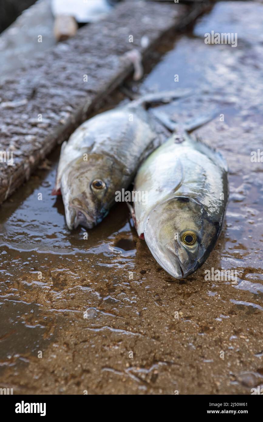 Fresh Jack fish on a gutting table made of stone at Playa Grandi (Playa ...