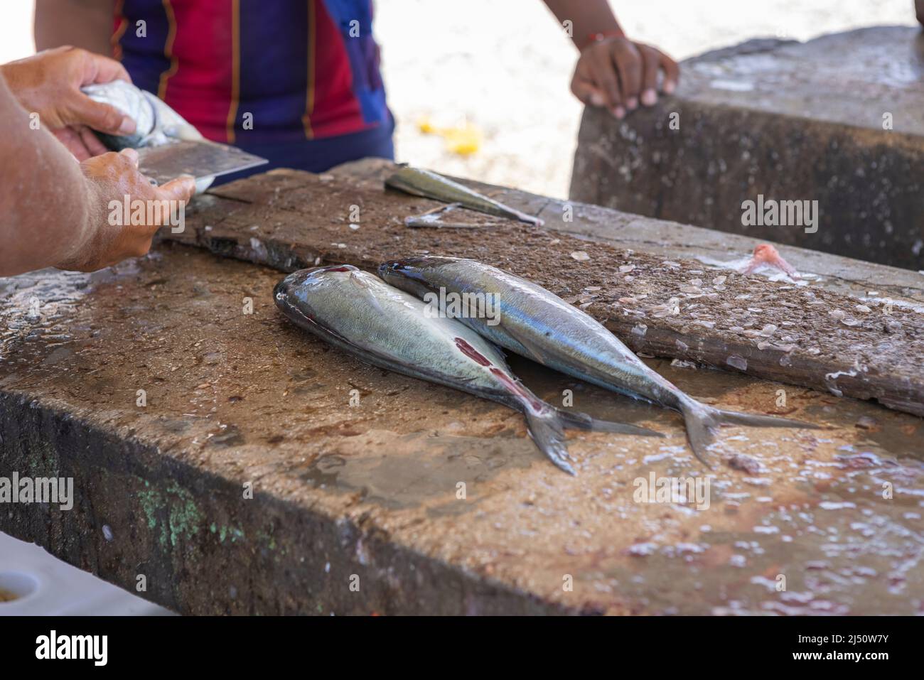 Fisherman preparing fresh Jack fish on a stone surface for selling it ...