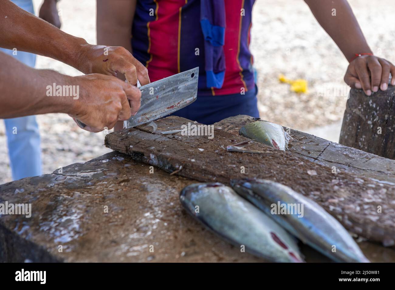 Fisherman preparing fresh Jack fish on a stone surface for selling it ...