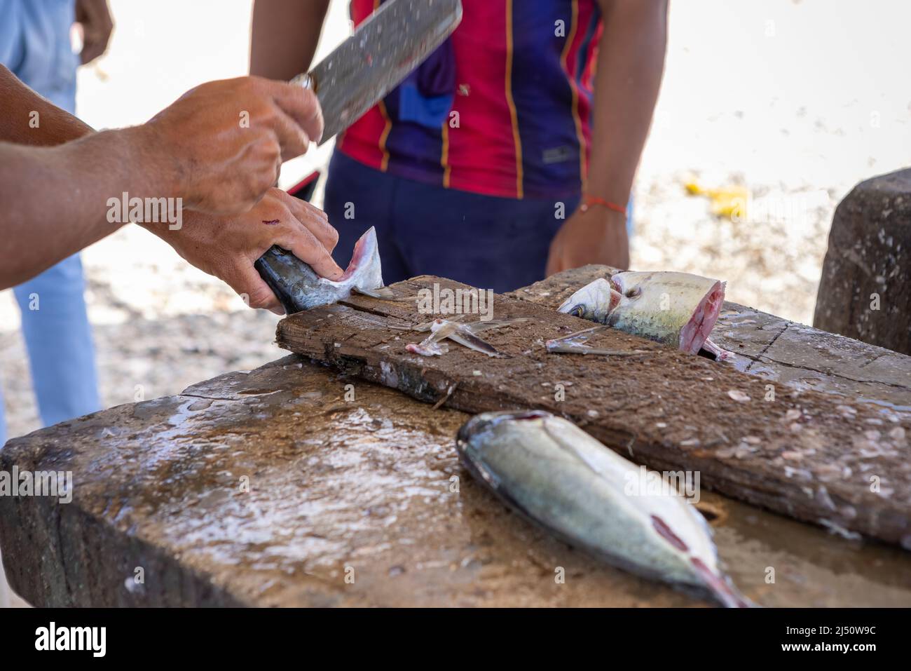 Fisherman preparing fresh Jack fish on a stone surface for selling it ...