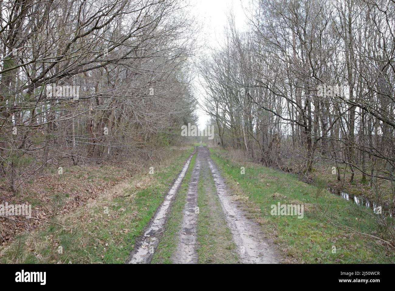 Road through a dutch forrest, grey sky Stock Photo - Alamy