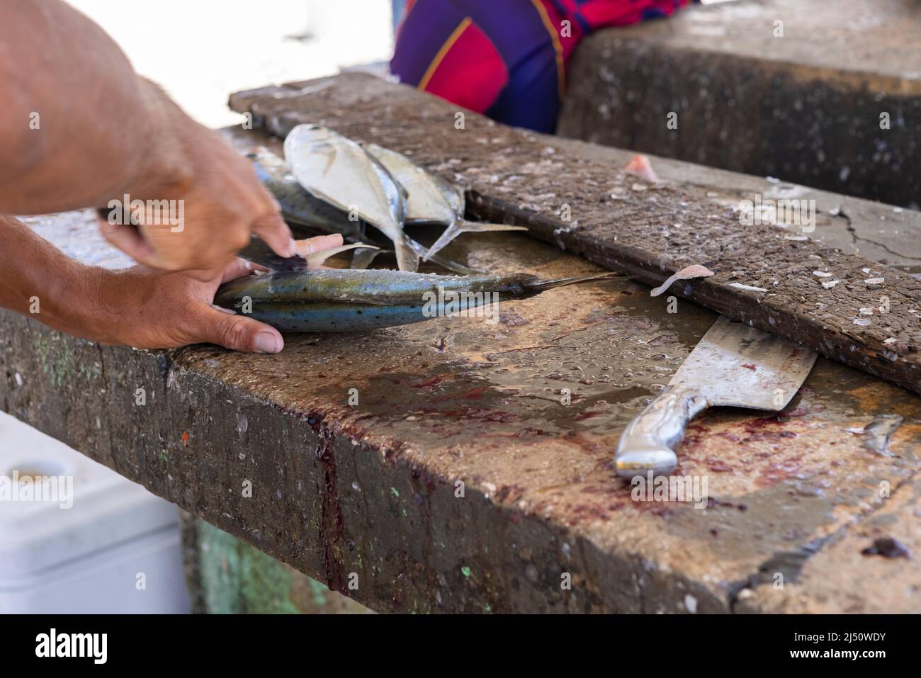 Fisherman preparing fresh Jack fish on a stone surface for selling it ...