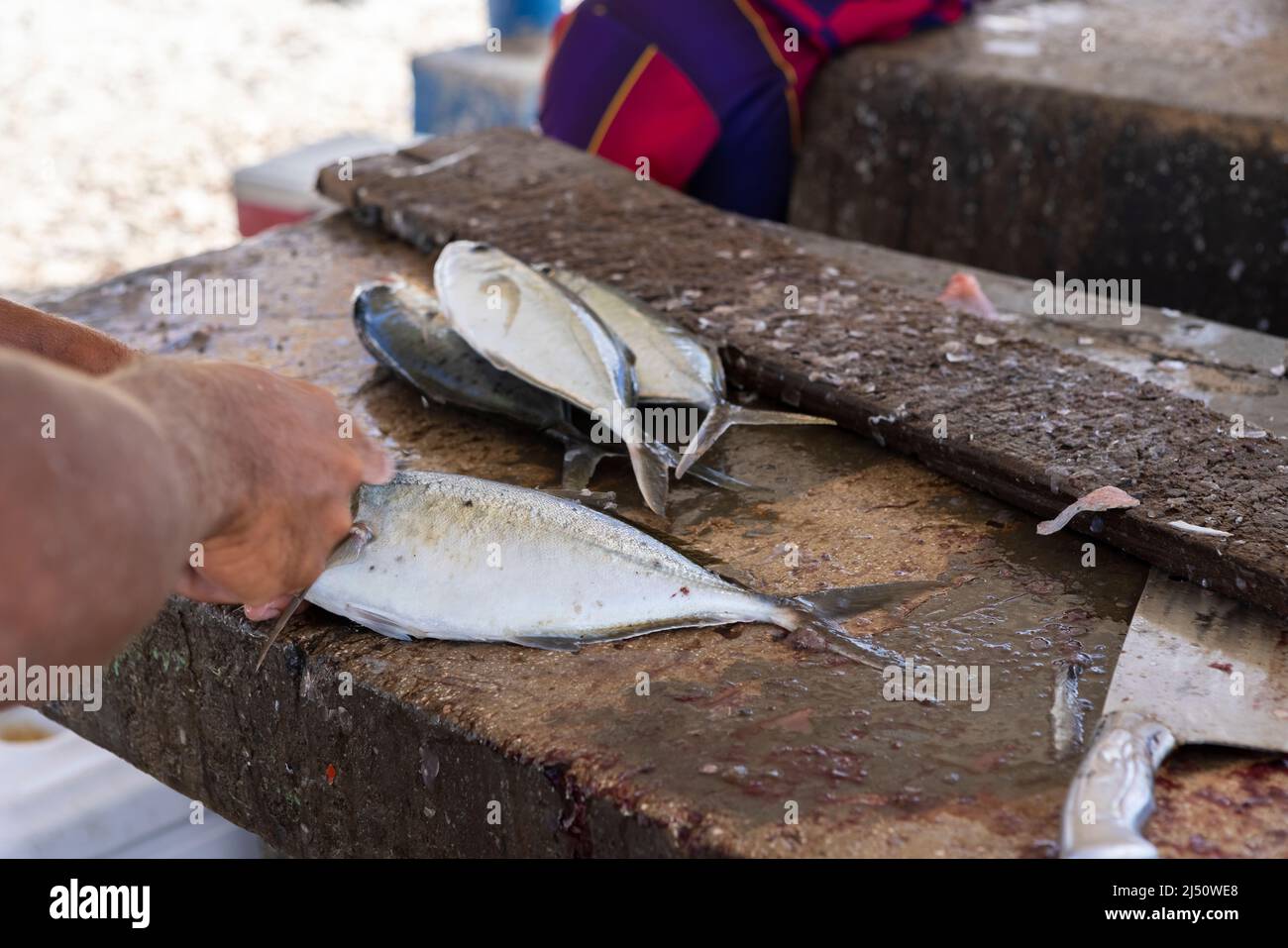 Fisherman preparing fresh Jack fish on a stone surface for selling it ...