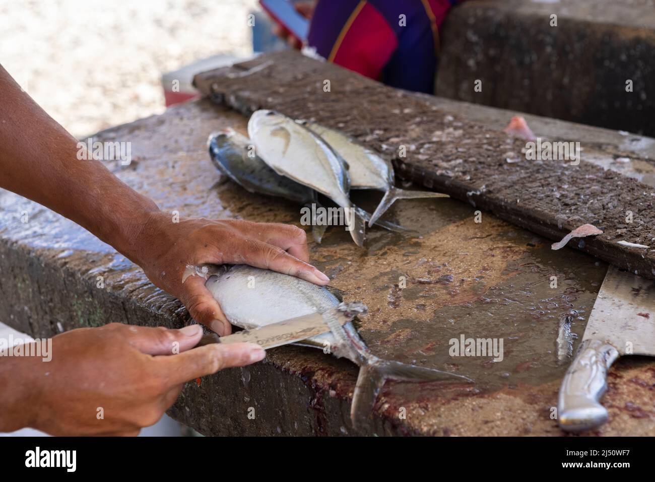 Fisherman preparing fresh Jack fish on a stone surface for selling it ...