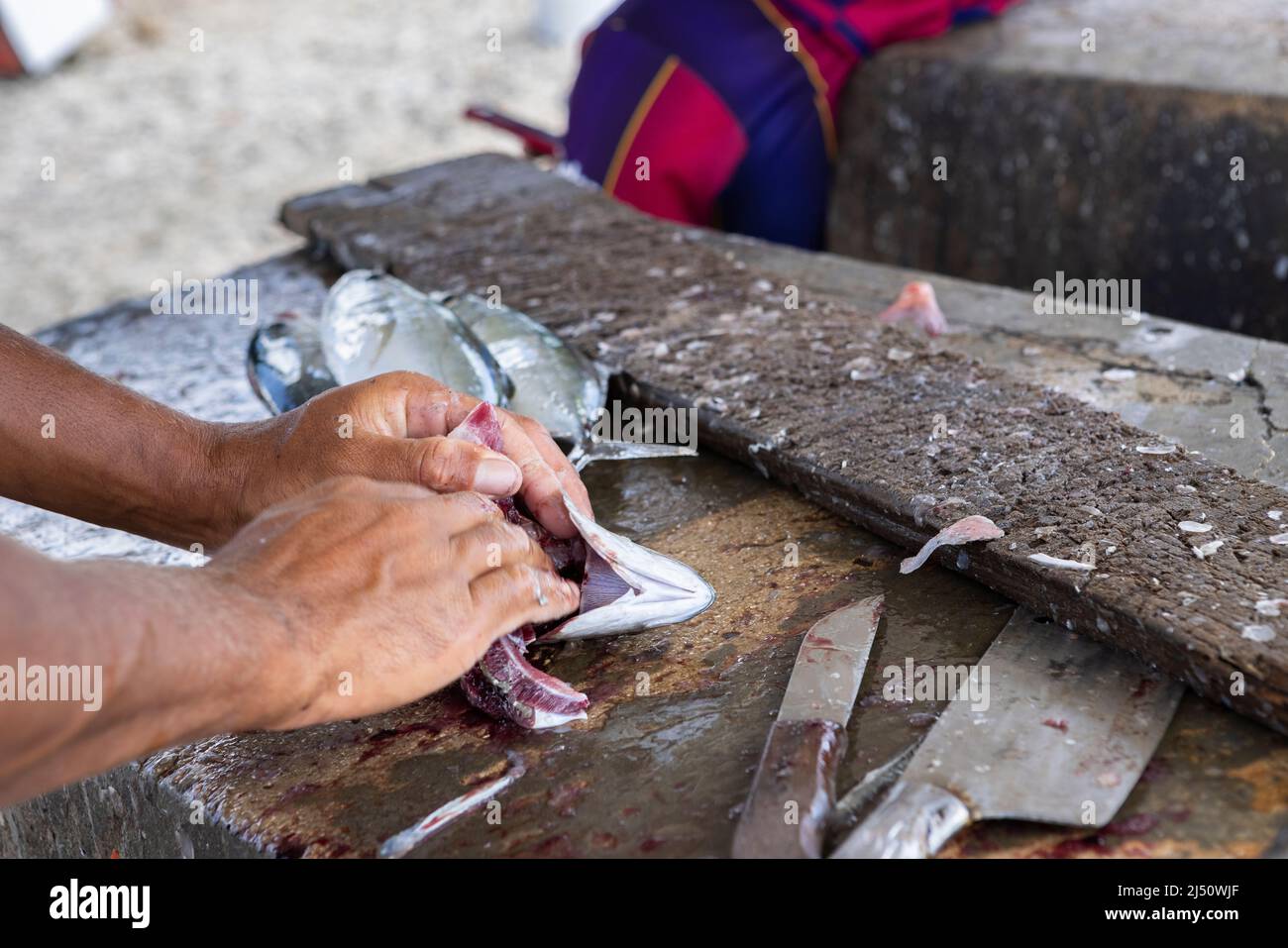Fisherman gutting a jack fish on a stone surface at the Playa Grandi ...