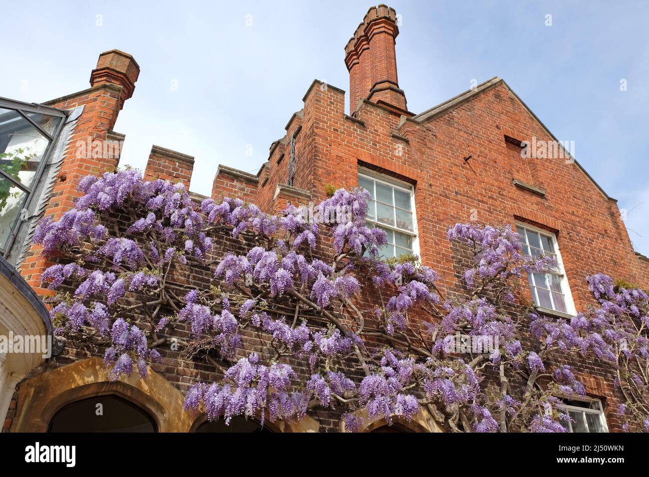 Well established wisteria growing on the wall of an old building Stock ...